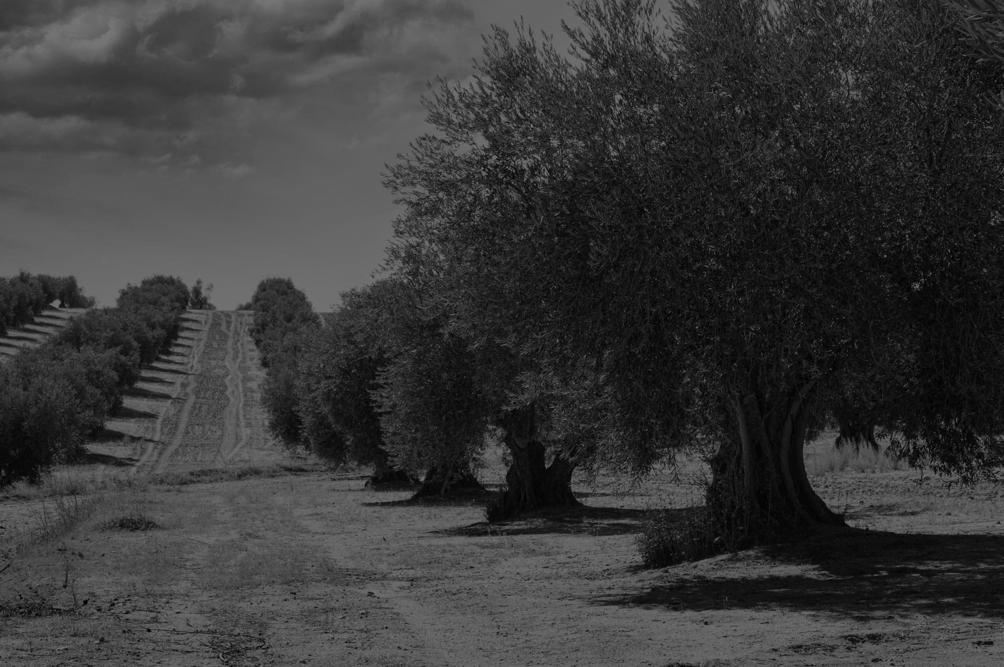 Ladas Foods – Ελιές